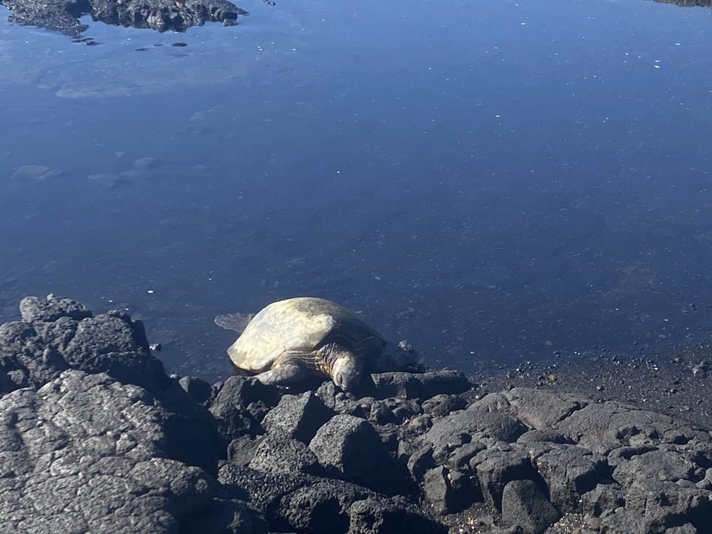 6 Gorgeous Black Sand Beaches to Visit on the Big Island of Hawaii ...