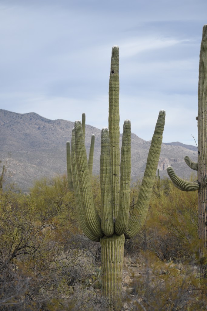 Saguaro West vs. East National Park: Which One is Better to Visit ...