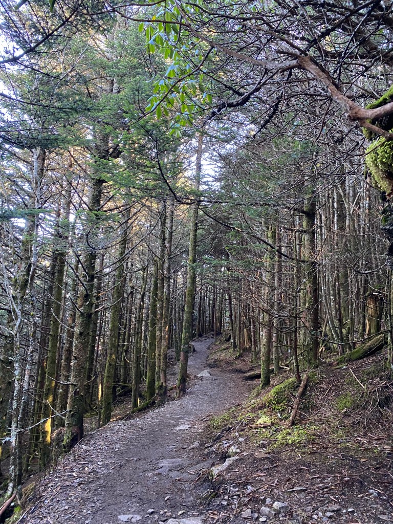 Mount Mitchell Trail Guide: Highest Peak East of the Mississippi - Soul ...