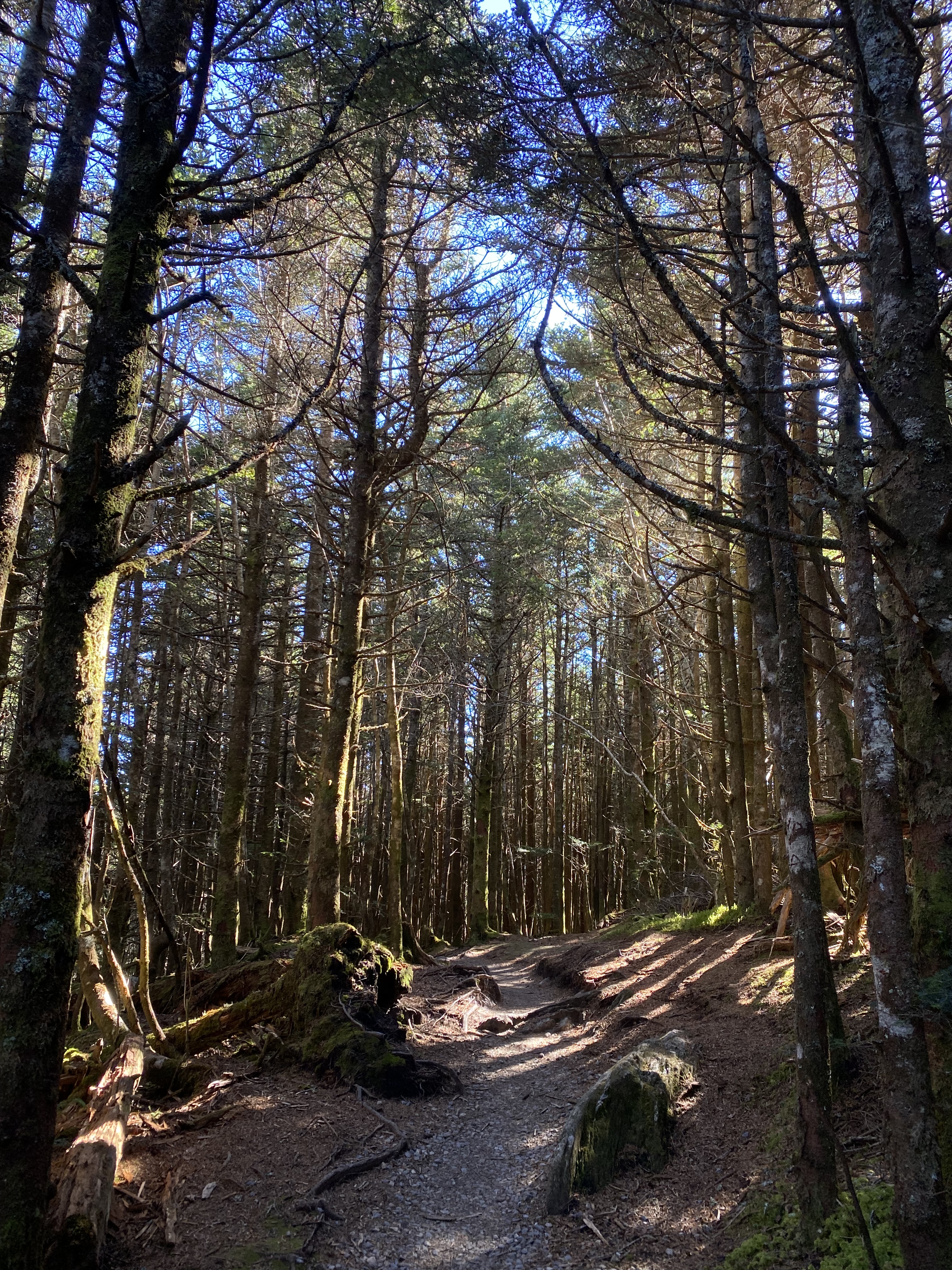 Mount Mitchell Trail Guide: Highest Peak East of the Mississippi - Soul ...