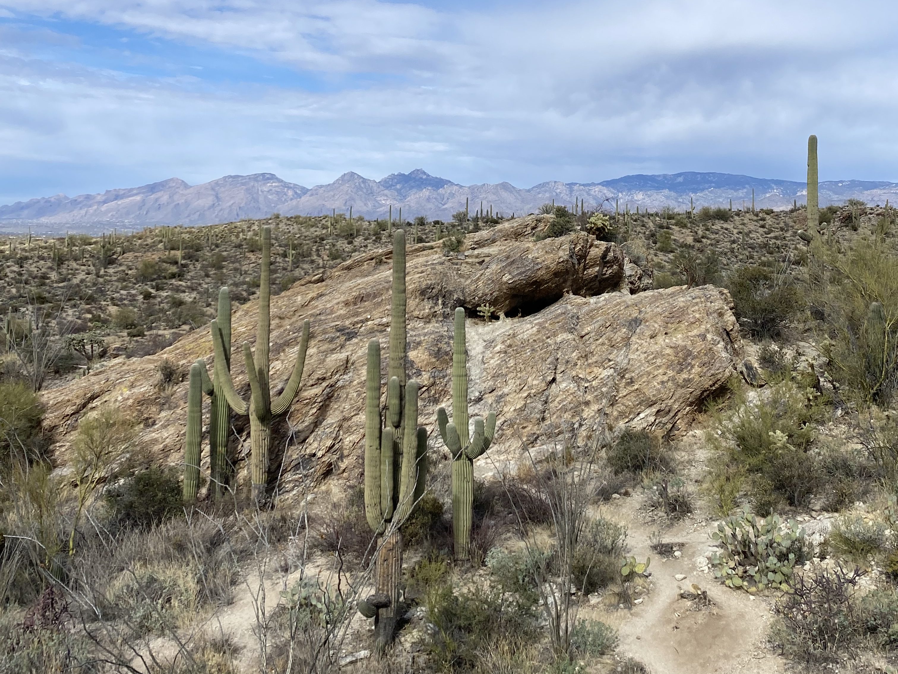 Saguaro West vs. East National Park: Which One is Better to Visit ...