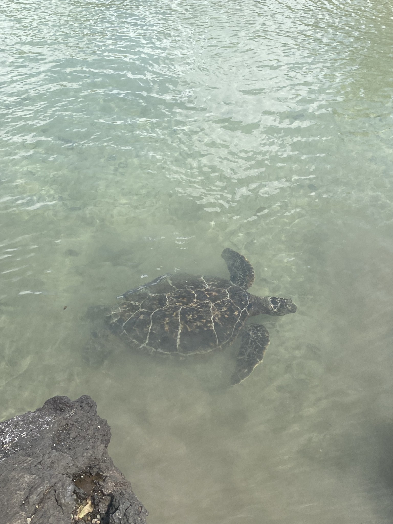 Kailua-Kona vs. Hilo: Which Town is Best to Base Your Trip to the Big Island? – Soul Summit Travel