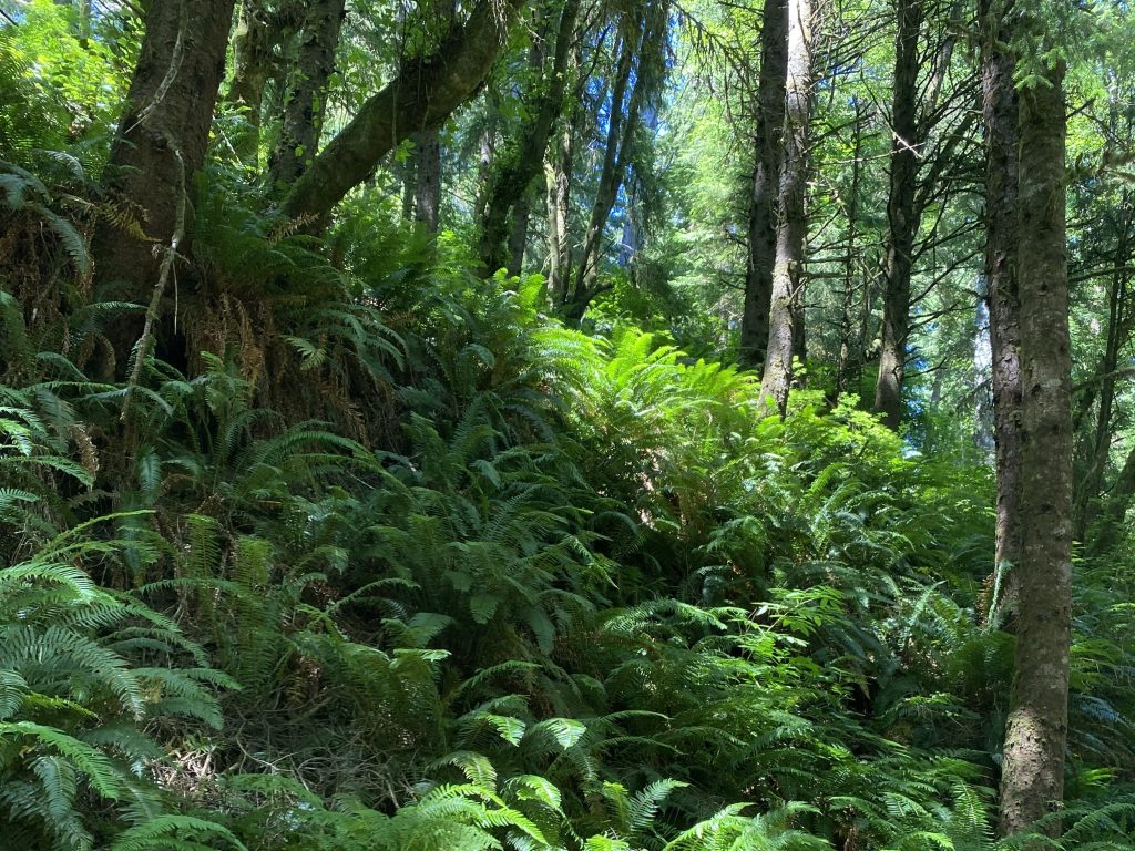 Ecola State Park: A Must-Visit Oregon Coast Gem – Soul Summit Travel